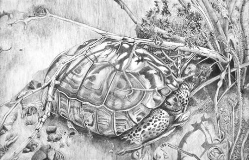 Drawing from Line to Life – Drawing Lessons, Workshops, Tutorials ...